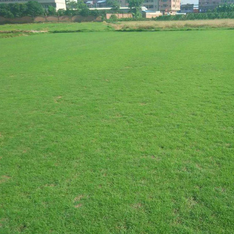草坪肥料的种类有哪些 花圃日记 长景园林网
